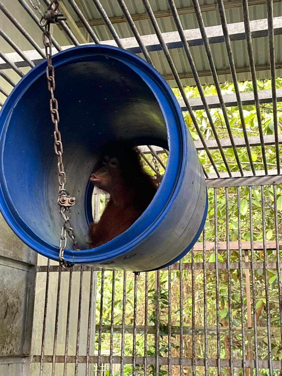 Update Redi augustus 2025 - Orangutan Rescue